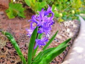 Spring Flowers in Las Vegas - Travel To Eat by Kurt Buzard MD