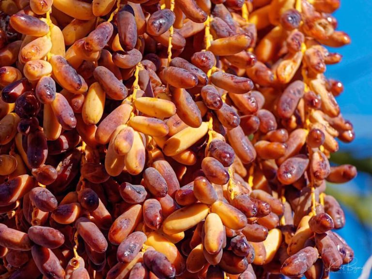 Palm Tree Fruit - Travel To Eat by Kurt Buzard MD