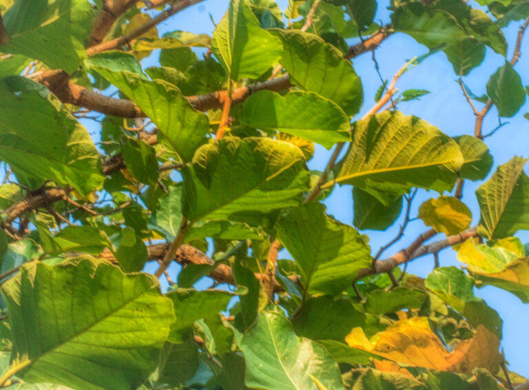 Interesting Trees in Costa Rica - Travel To Eat
