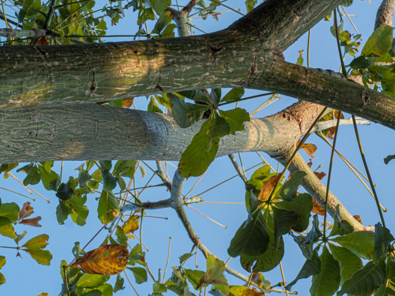 Interesting Trees in Costa Rica - Travel To Eat