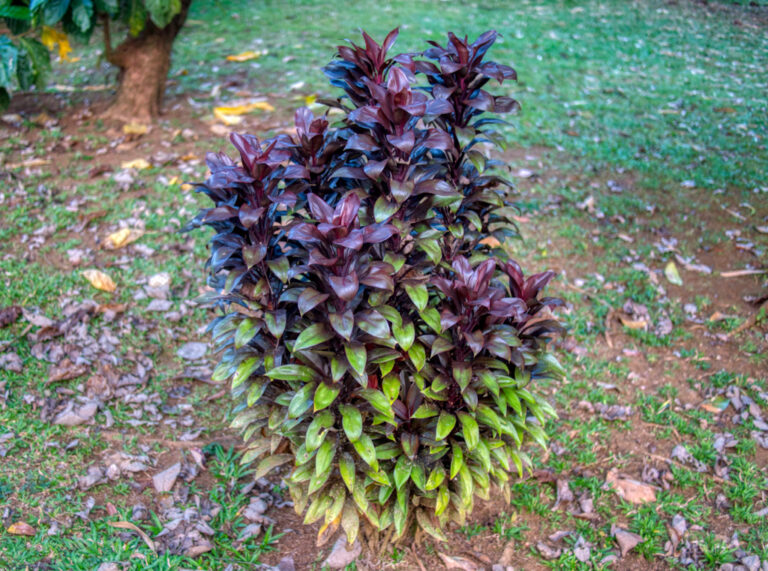 Interesting Trees in Costa Rica - Travel To Eat
