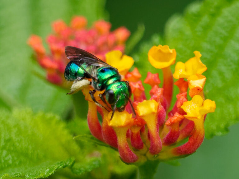 Trinidad and Tobago Bees, Butterflies and Bugs - Travel To Eat
