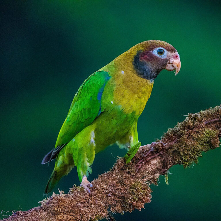 Bird Field Markings with Photographs - Travel To Eat
