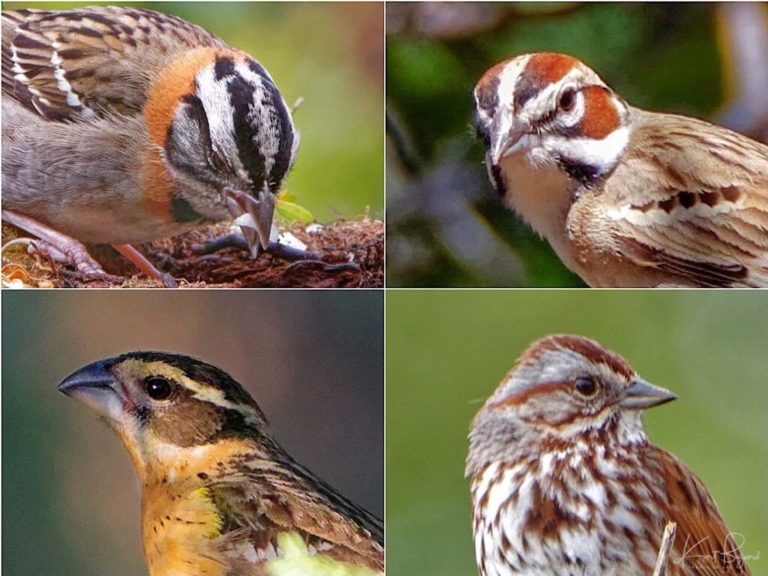 Bird Field Markings with Photographs - Travel To Eat
