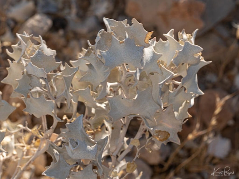 Desert Adaptations in Mohave C4 Plants - Travel To Eat by Kurt Buzard MD