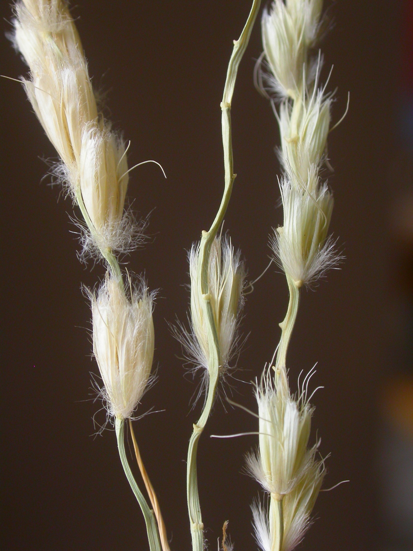 Mohave Grass Species - Travel To Eat by Kurt Buzard MD