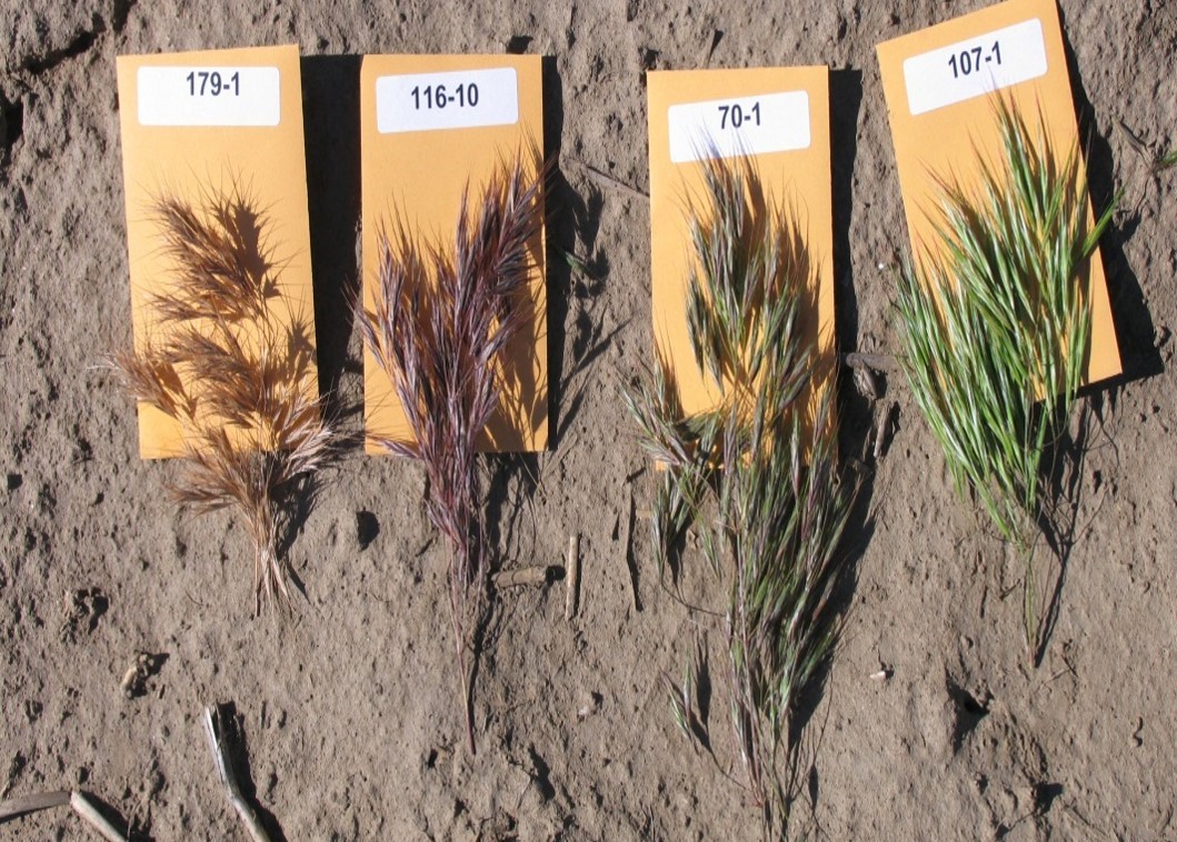 Mohave Grass Species - Travel To Eat by Kurt Buzard MD