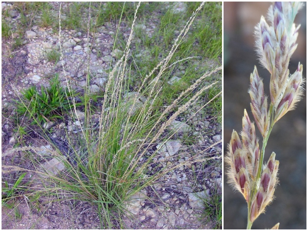 Mohave Grass Species - Travel To Eat by Kurt Buzard MD