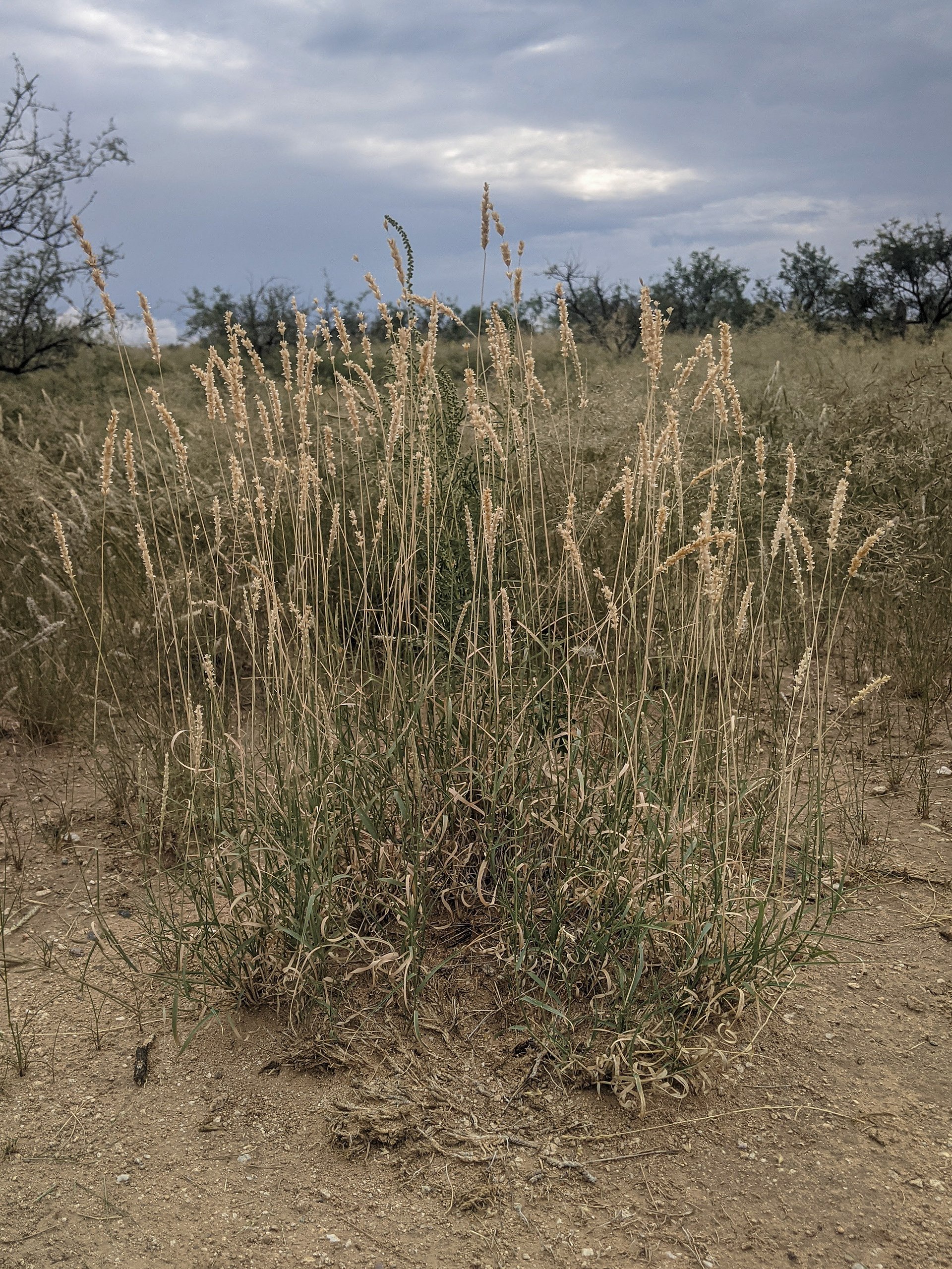 Mohave Grass Species - Travel To Eat by Kurt Buzard MD