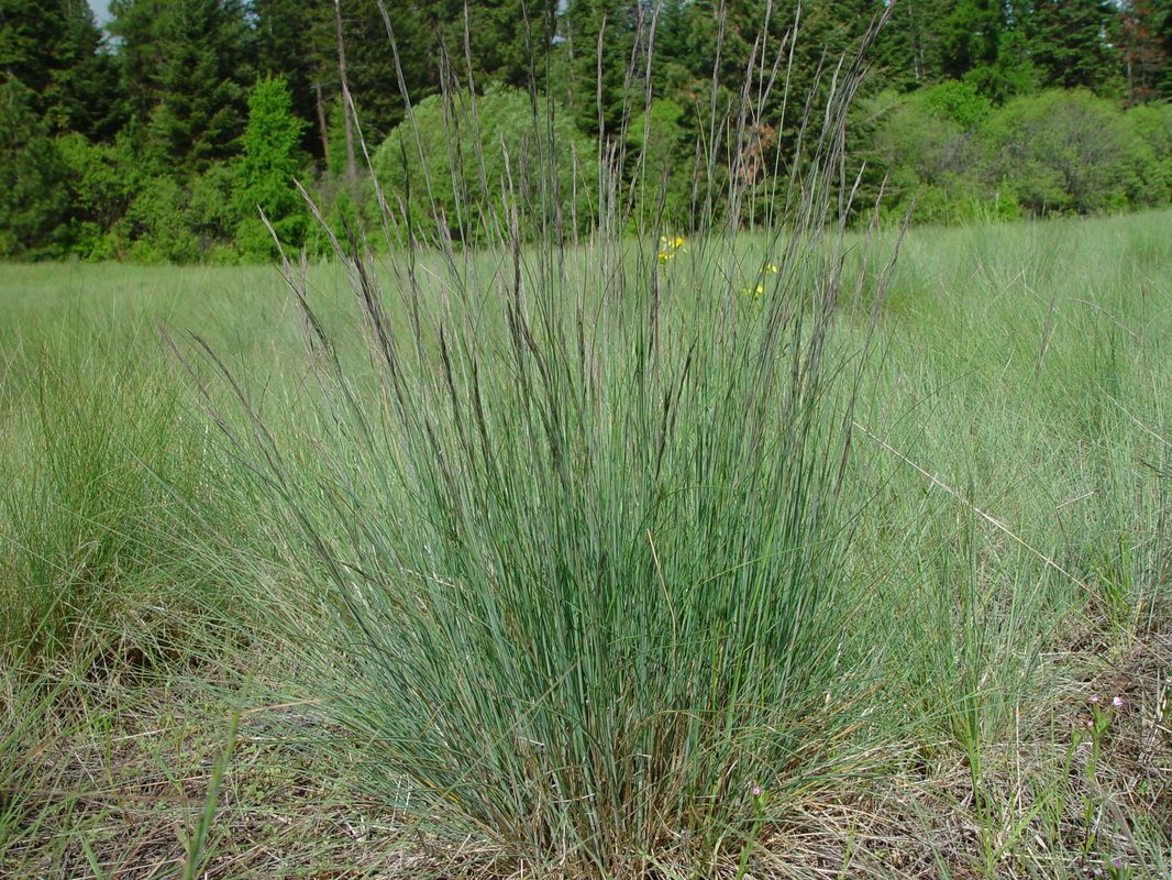 Mohave Grass Species - Travel To Eat by Kurt Buzard MD