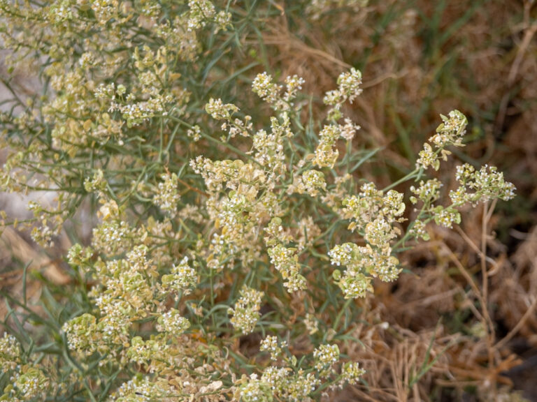 Flowering Plants of Ash Meadows - Travel To Eat