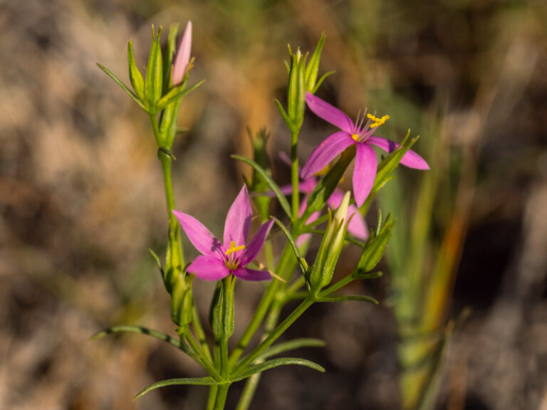 Flowering Plants of Ash Meadows - Travel To Eat