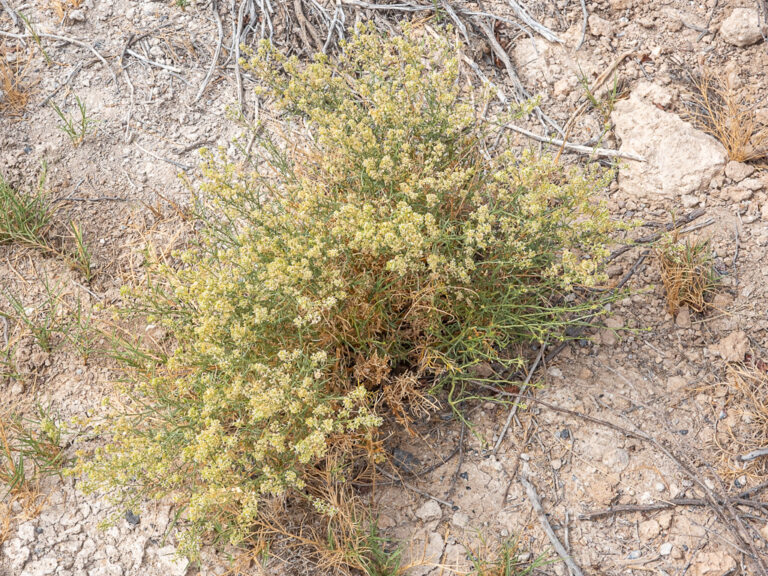 Flowering Plants of Ash Meadows - Travel To Eat