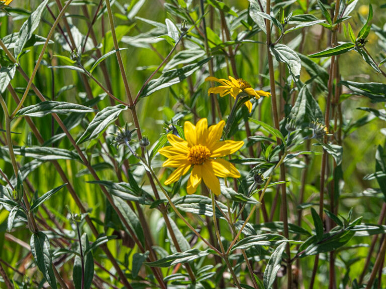 Showy Goldeneye (Heliomeris multiflora) - Travel To Eat by Kurt Buzard MD