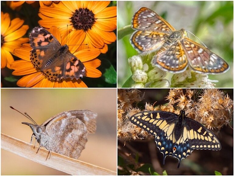 Butterfly List - Travel To Eat