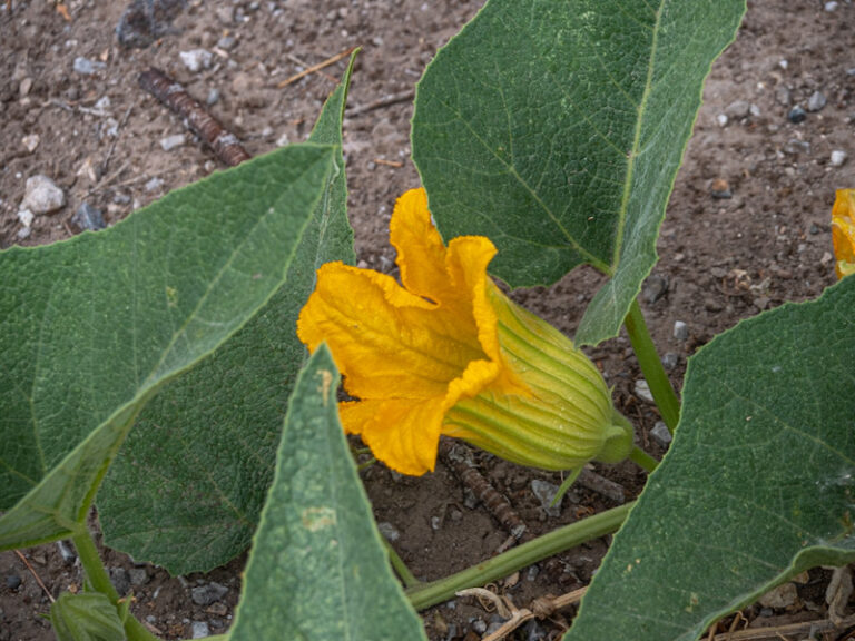 Buffalo Gourd (Cucurbita foetidissima) - Travel To Eat