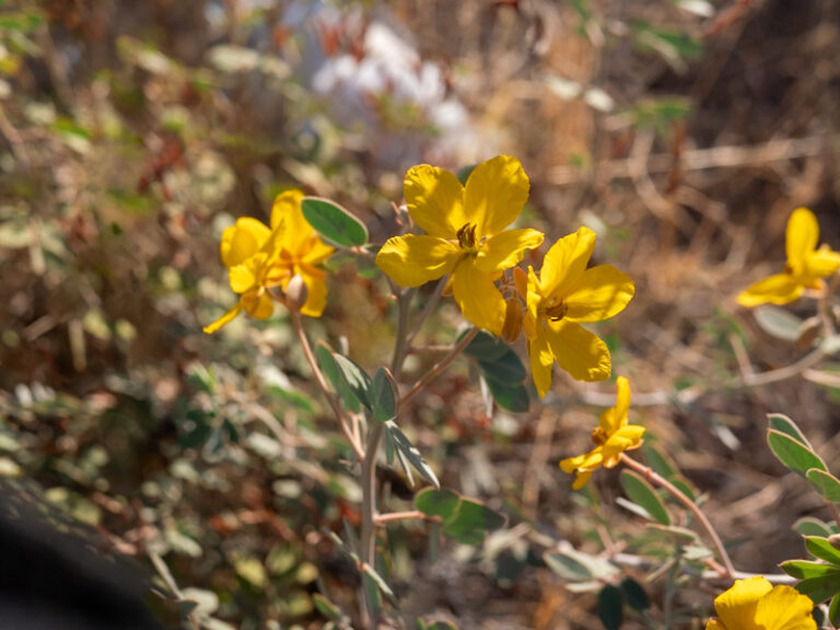 Desert Senna (Senna covesii) - Travel To Eat by Kurt Buzard MD
