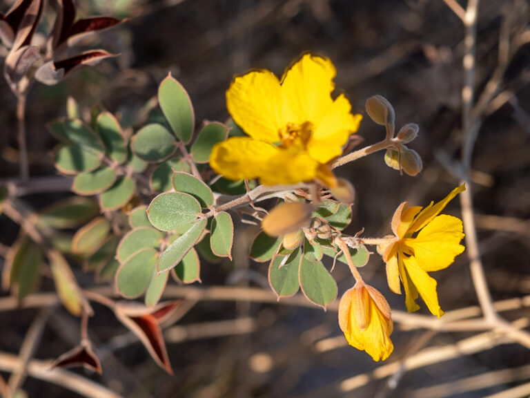 Desert Senna (Senna covesii) - Travel To Eat by Kurt Buzard MD