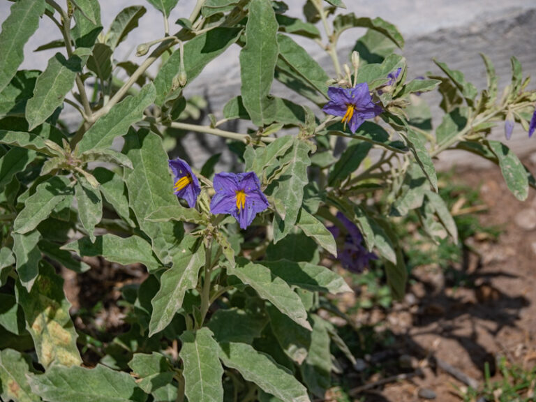 Silverleaf Nightshade (Solanum elaeagnifolium) - Travel To Eat