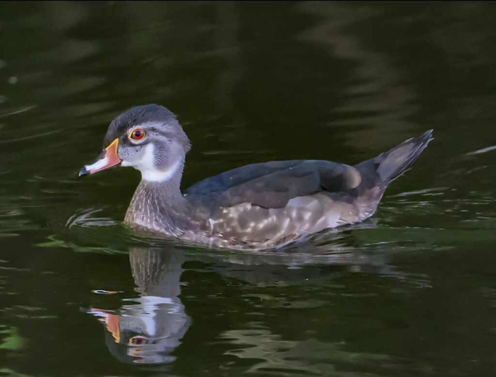 Wood Duck (Aix sponsa) - Travel To Eat