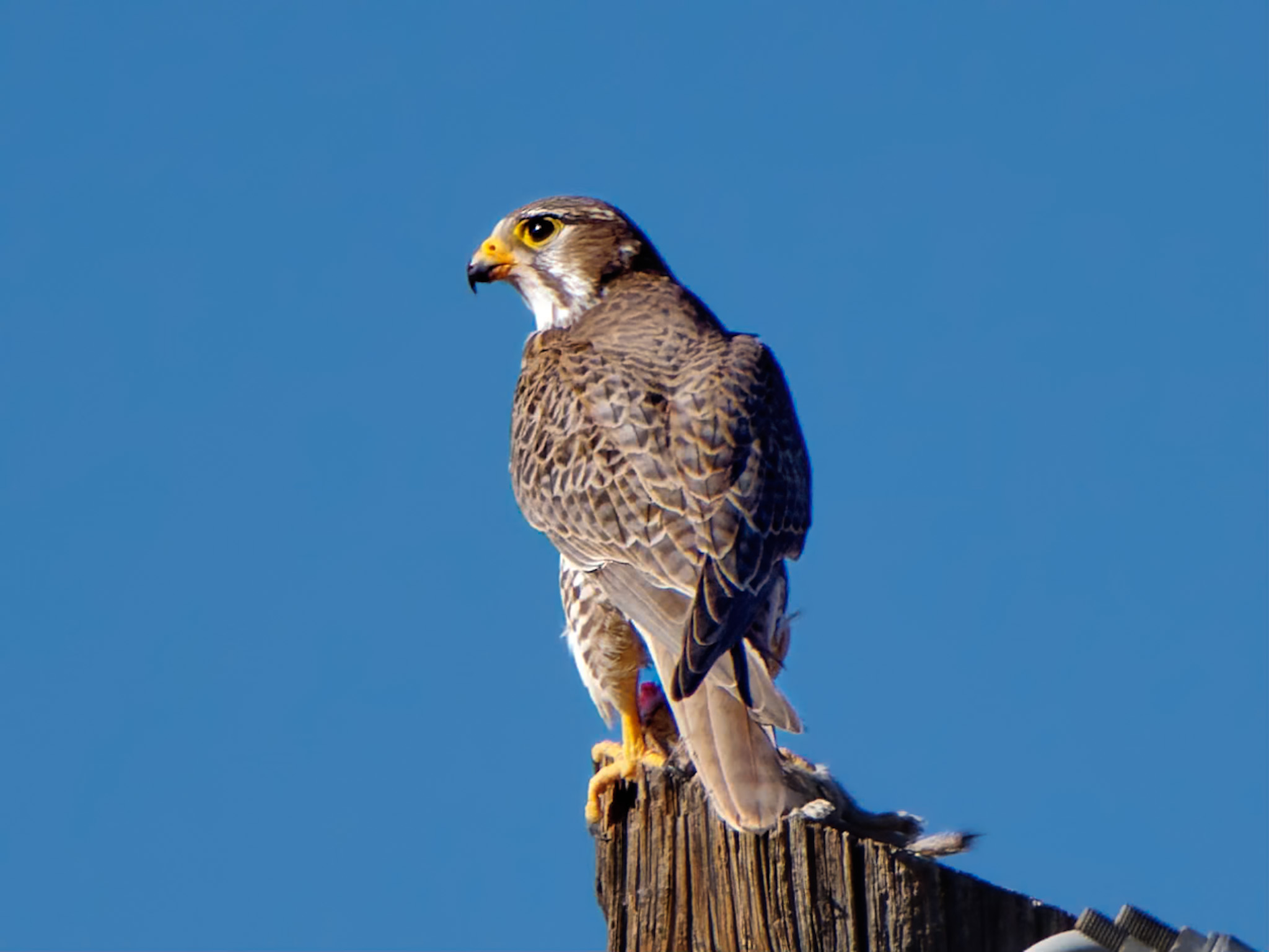 Prairie Falcon (Falco mexicanus) - Travel To Eat by Kurt Buzard MD