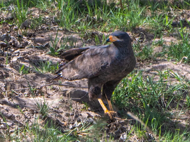 Common Black Hawk (Buteogallus anthracinus) - Travel To Eat