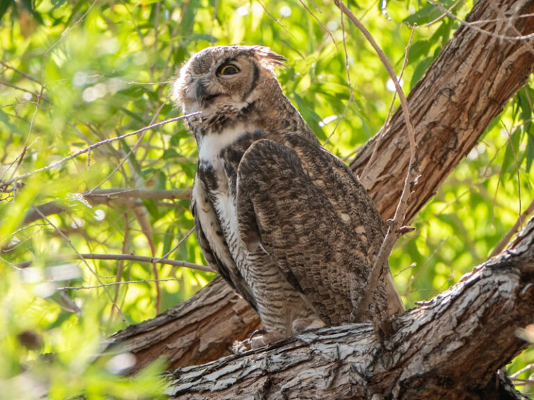 Owls (Strigiformes) - Travel To Eat