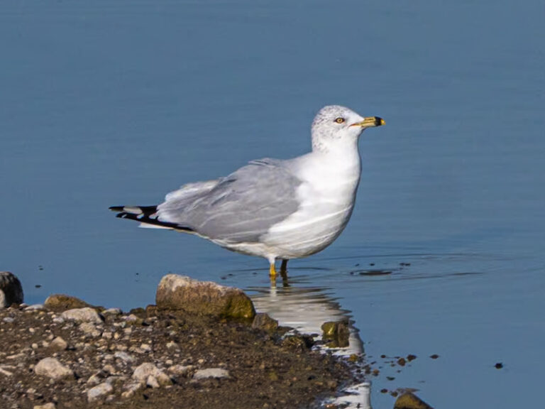 Ring-bill Gull (Larus delawarensis) - Travel To Eat by Kurt Buzard MD