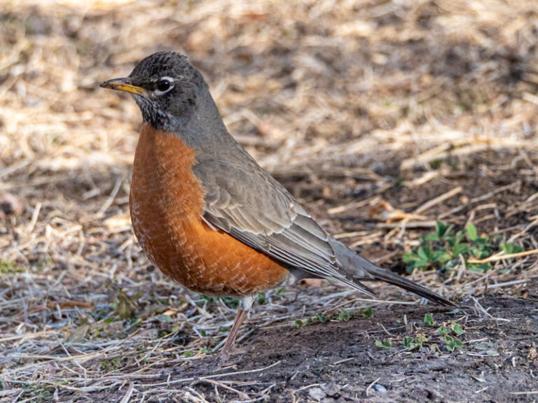 American Robin (Turdus migratorius) - Travel To Eat by Kurt Buzard MD