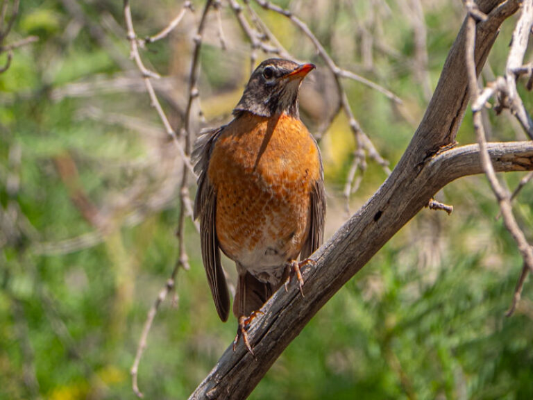 American Robin (Turdus migratorius) - Travel To Eat by Kurt Buzard MD